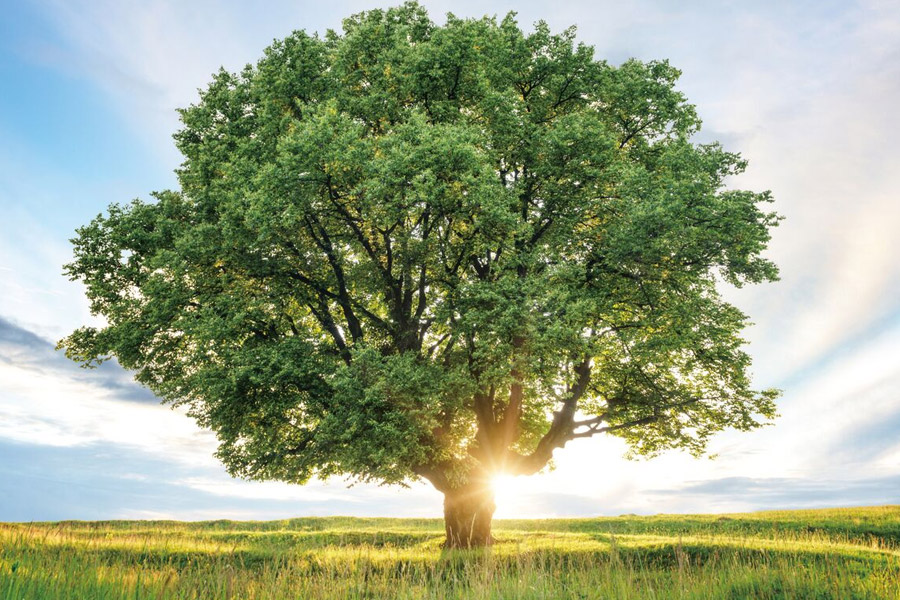 China's market-oriented approach to green regulation