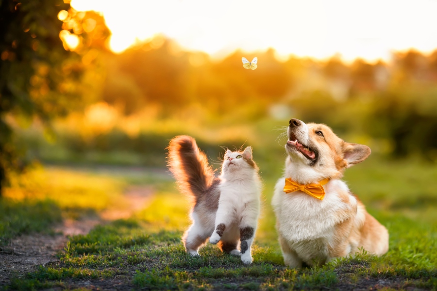 Clifford Chance acts on Japanese animal health | Law.asia